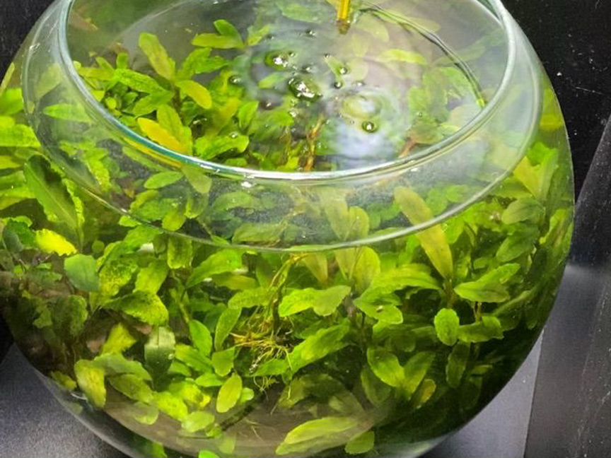 Готовый аквариум