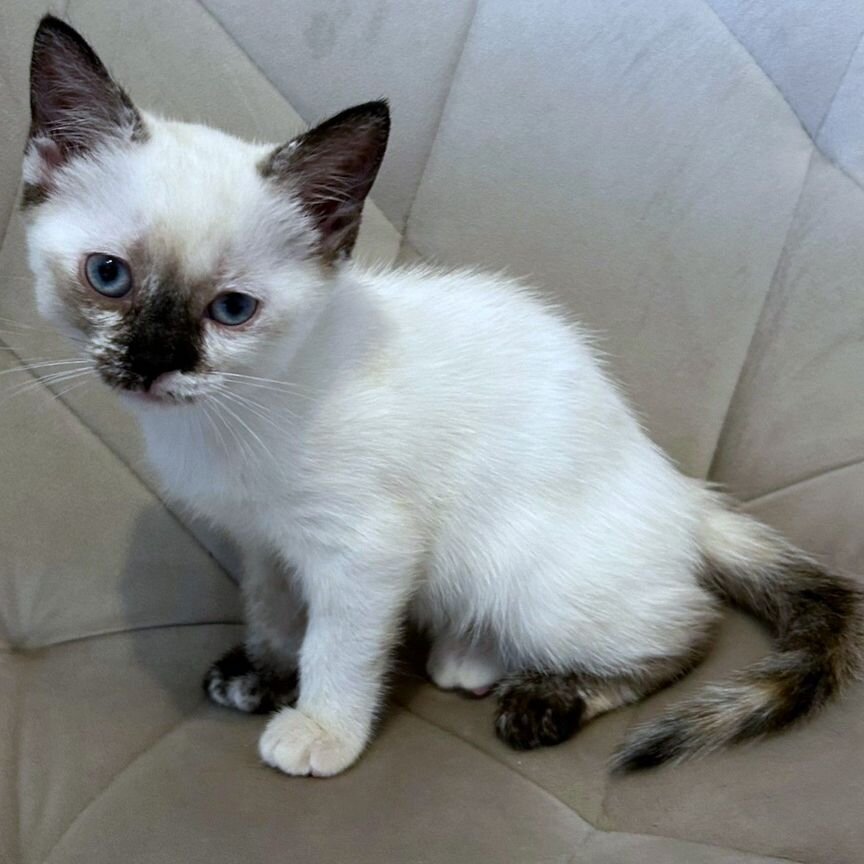 Котёнок в добрые руки