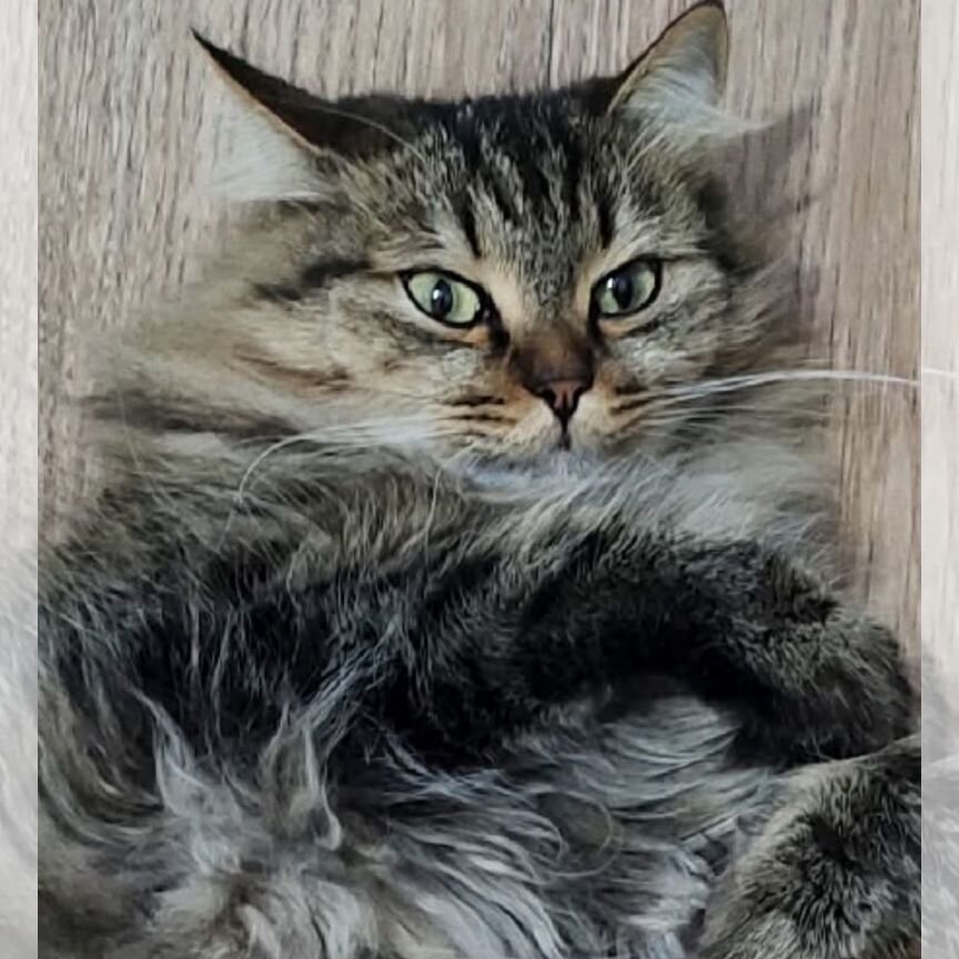 Взрослый кот в добрые руки