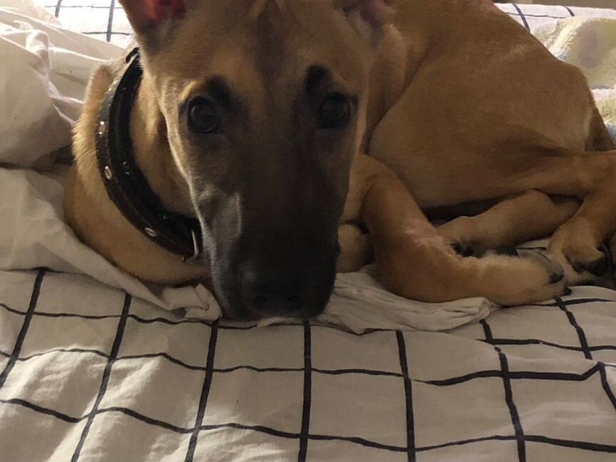 Малышка Ру ищет дом