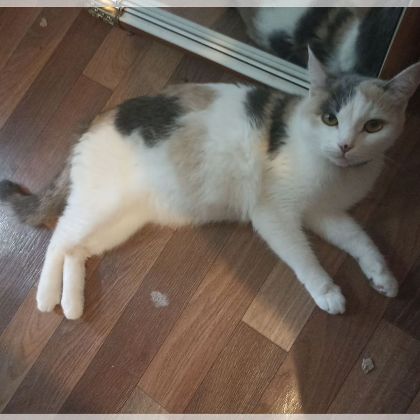 Взрослая, кошка в добрые руки