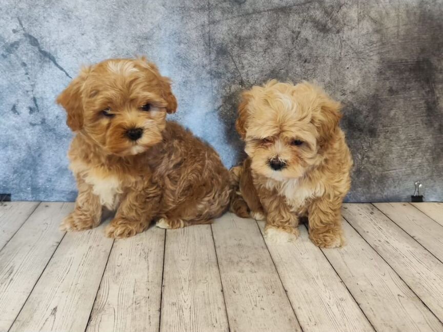 Супер крошки мальтипу