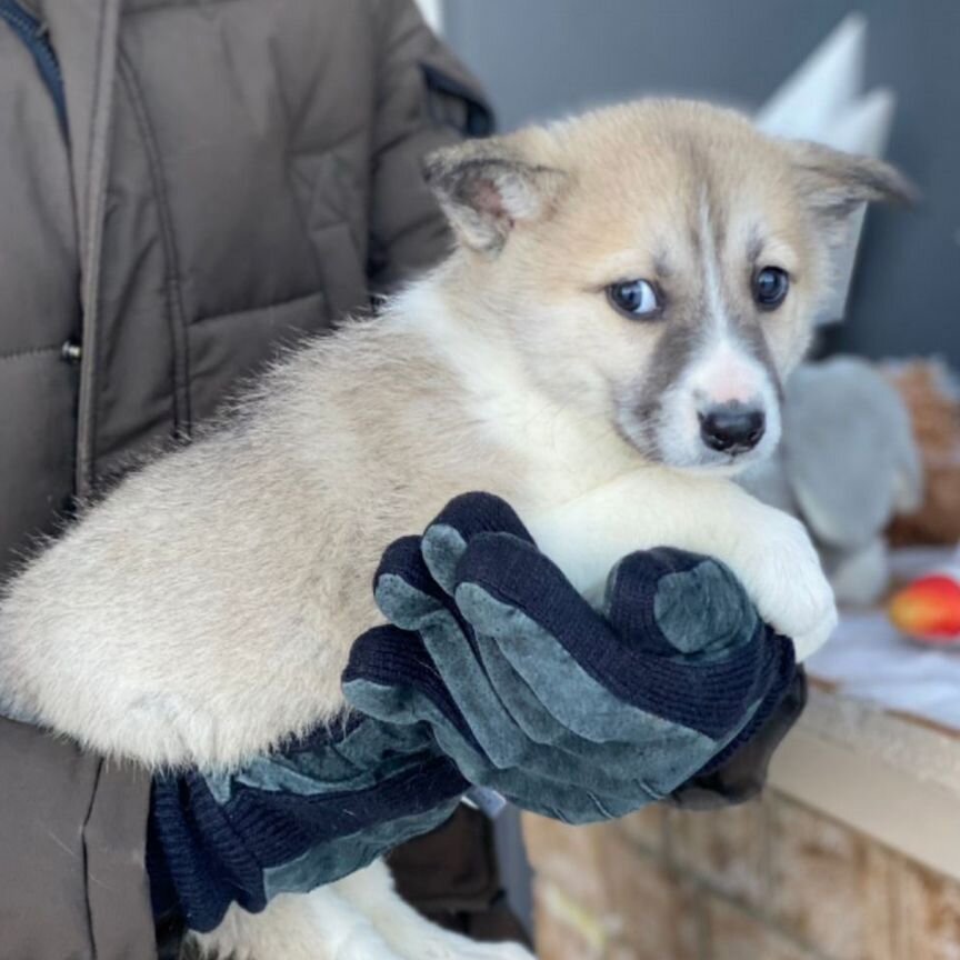 Щенок в добрые руки