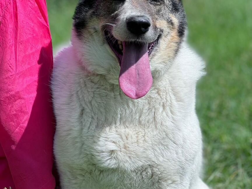 Собака лютик в добрые руки