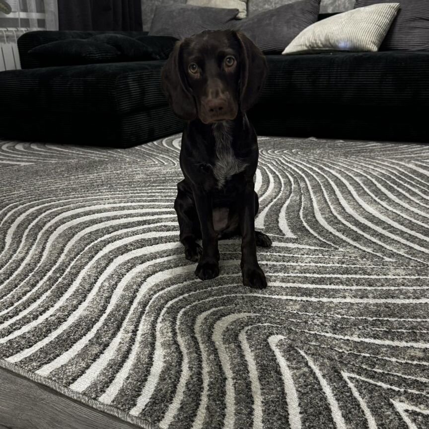 Щенок подросток в добрые руки