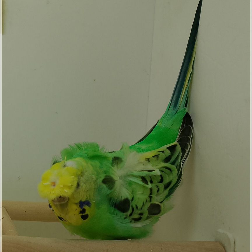 Хагоромо попугай, самочка