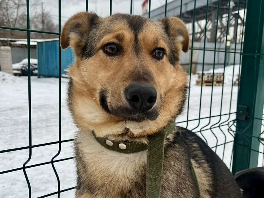 Собака в добрые руки