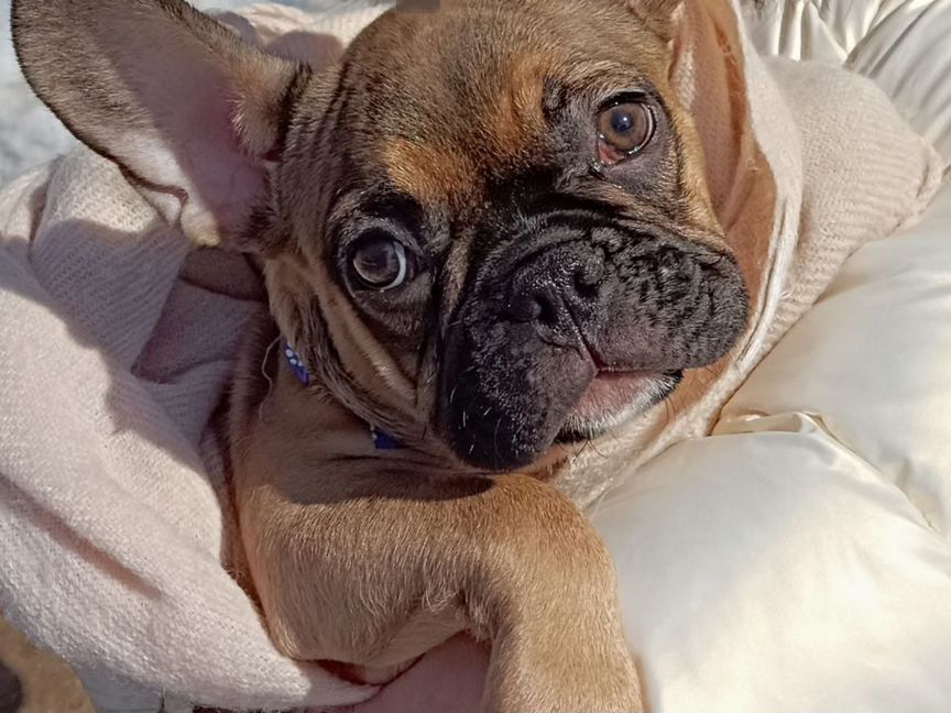Французский бульдог