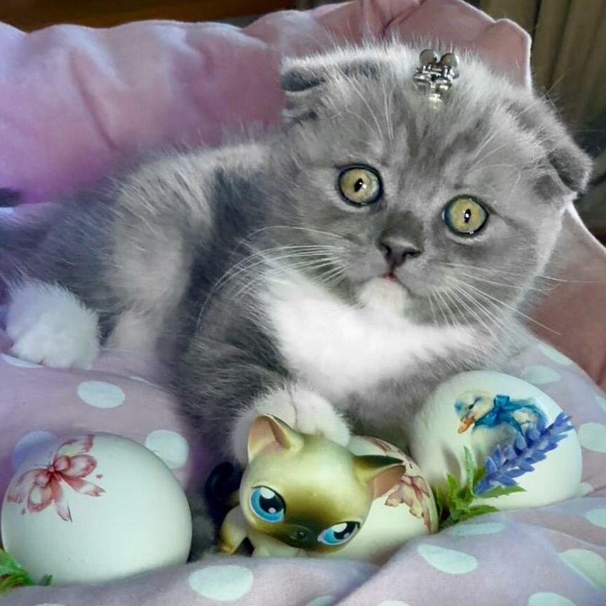 Шотландский вислоухий короткошёрстный котёнок