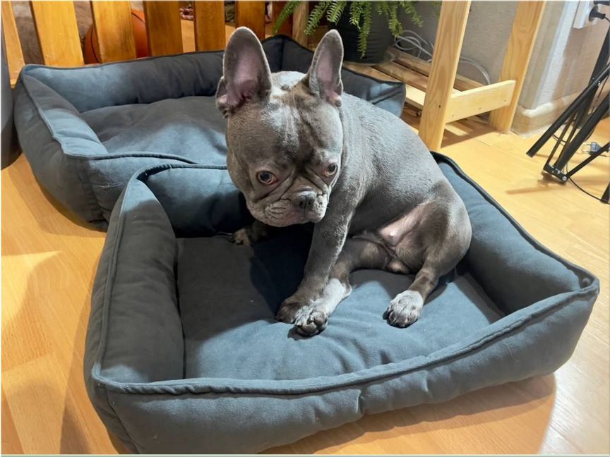 Лежанка для собак большая