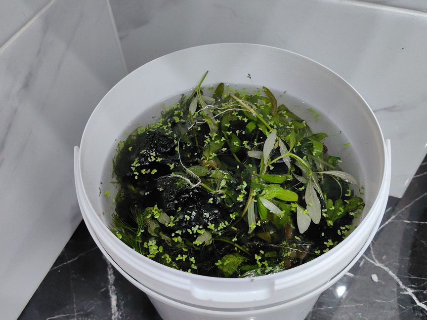 Растения для аквариума прополка