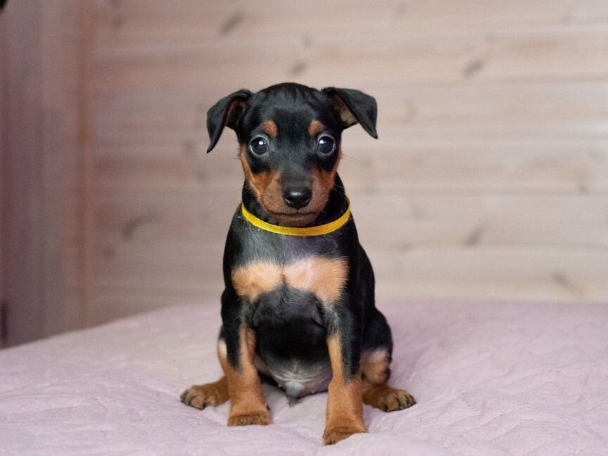 Щенки цвергпинчера