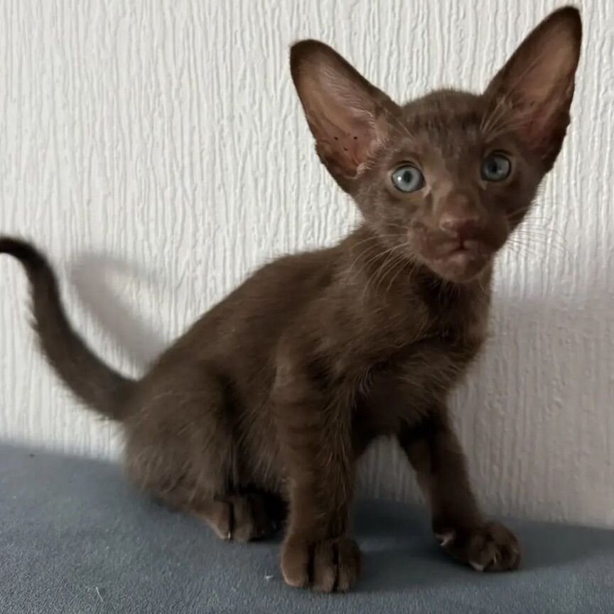 Ориентальный котёнок