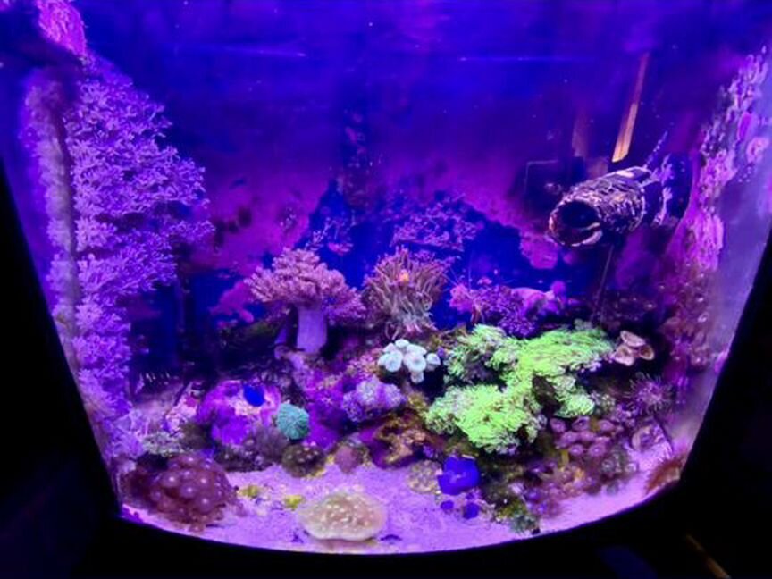 Корал Ксения пульсирующая (Xenia) обмен-продажа