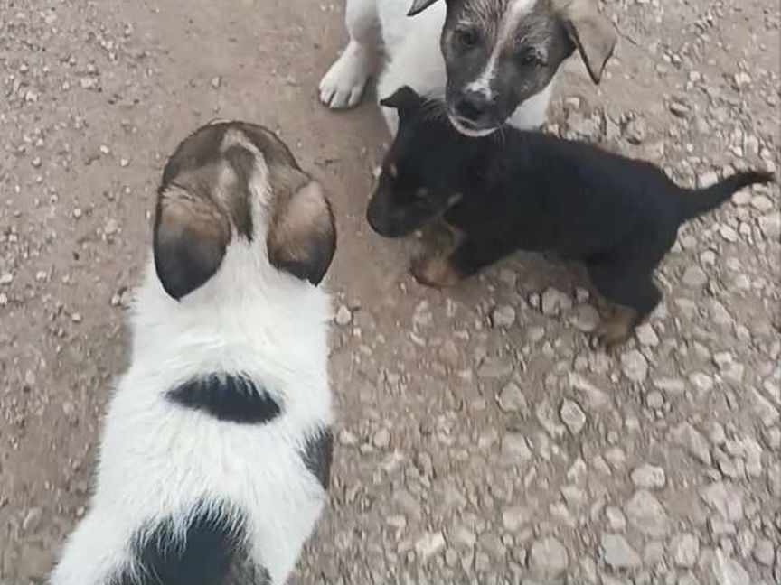 Кутята бесплатно