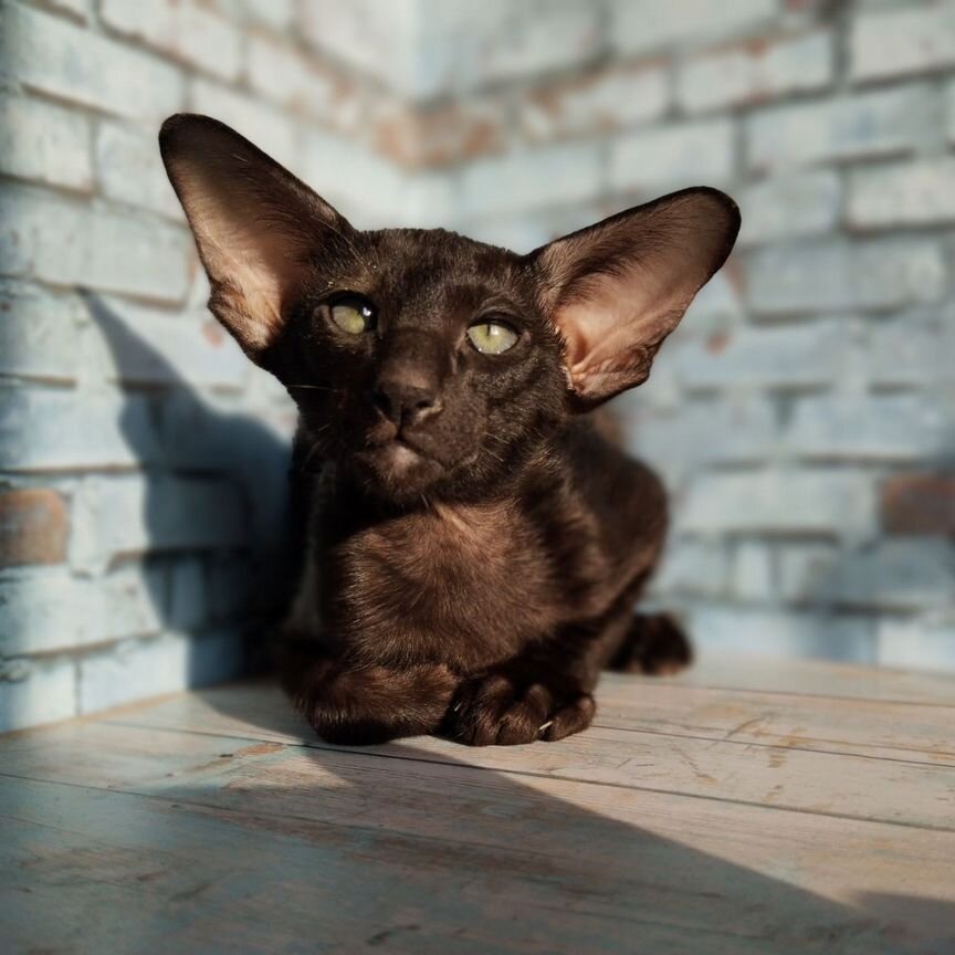 Чёрный котик