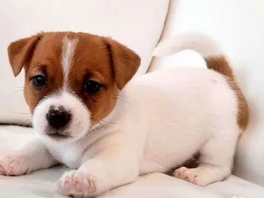 Щенки джек рассел терьера. Белые