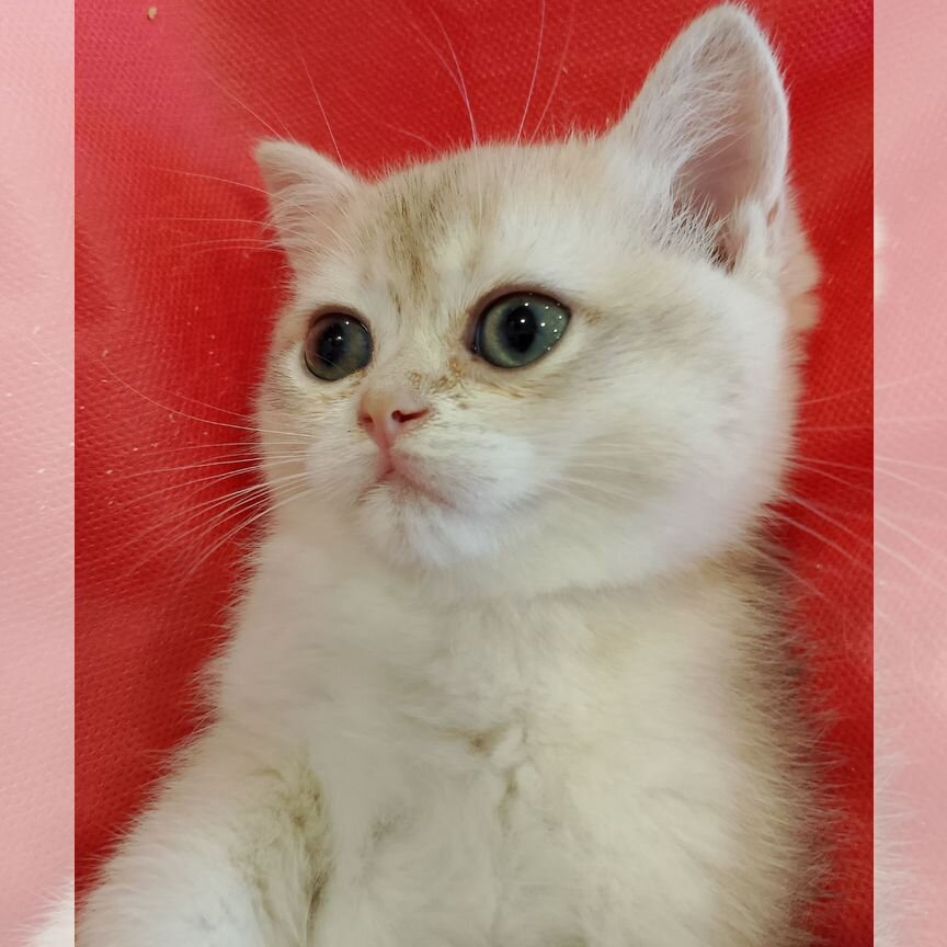 Шотландские котята драгоценных окрасов