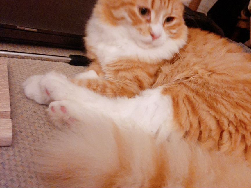 Кошка метис