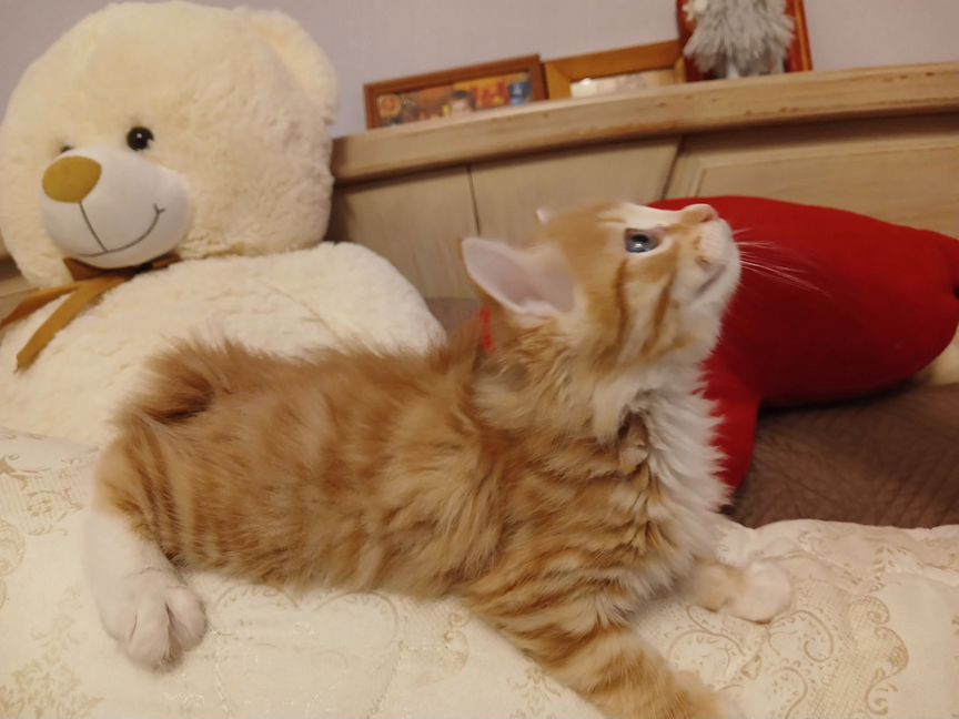 Курильский бобтейл