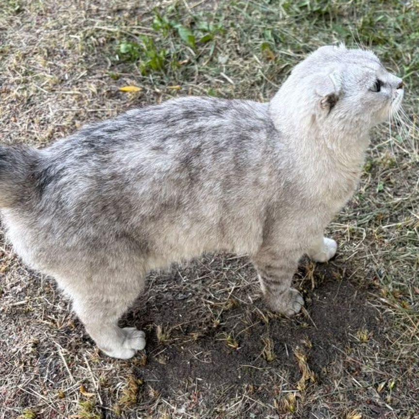Шотландская вислоухая короткошёрстная, взрослая кошка