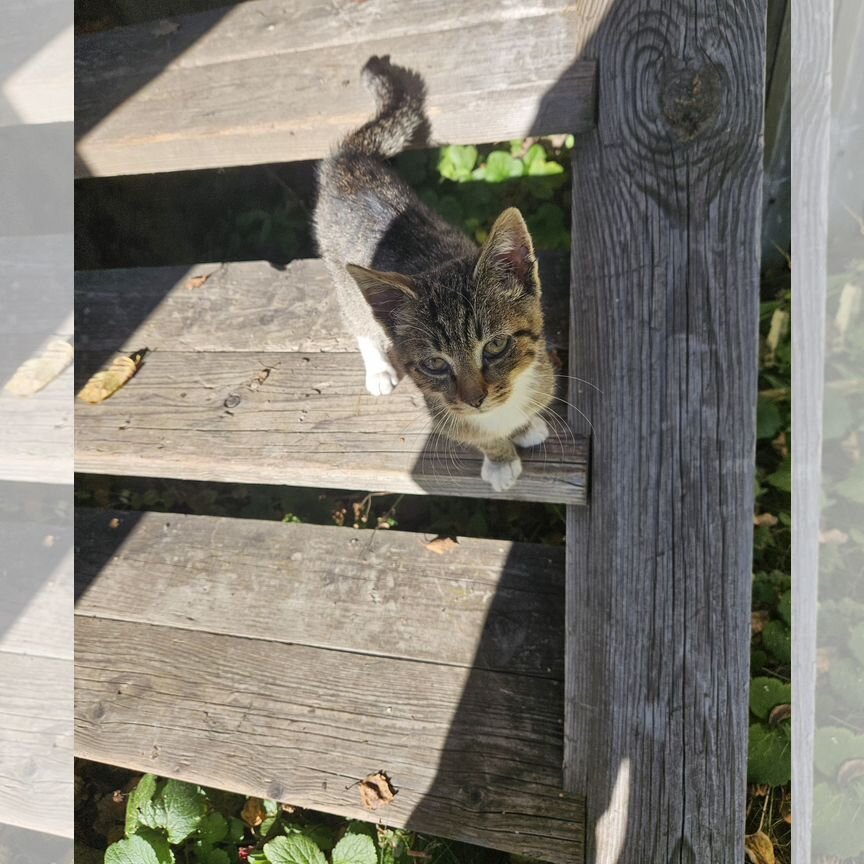Котенок в добрые руки