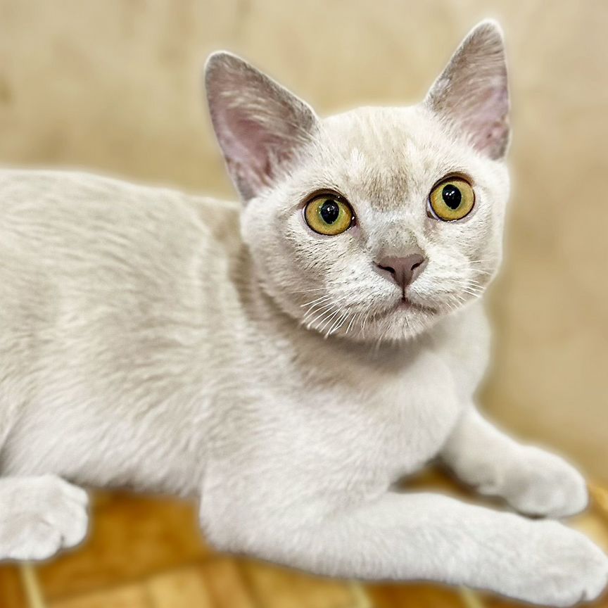 Бурманские котята бесплатно
