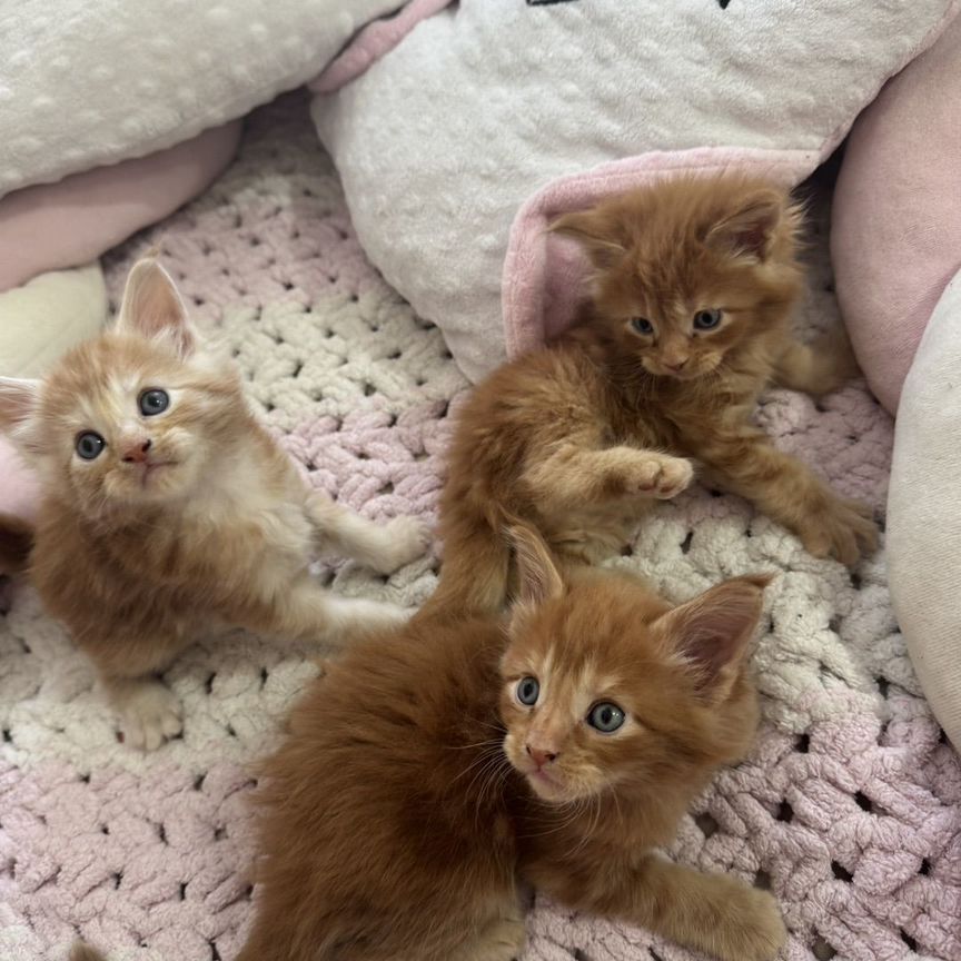 Продам мейн-кунят в добрые заботливые руки