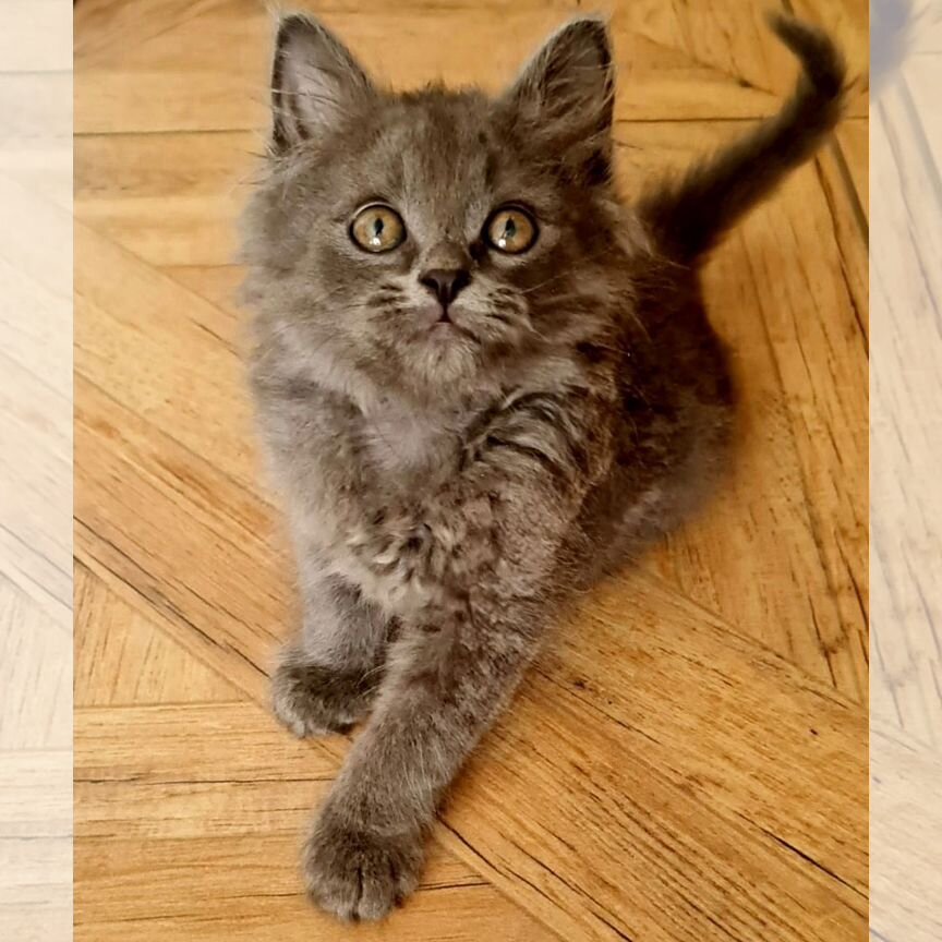 Котёнок