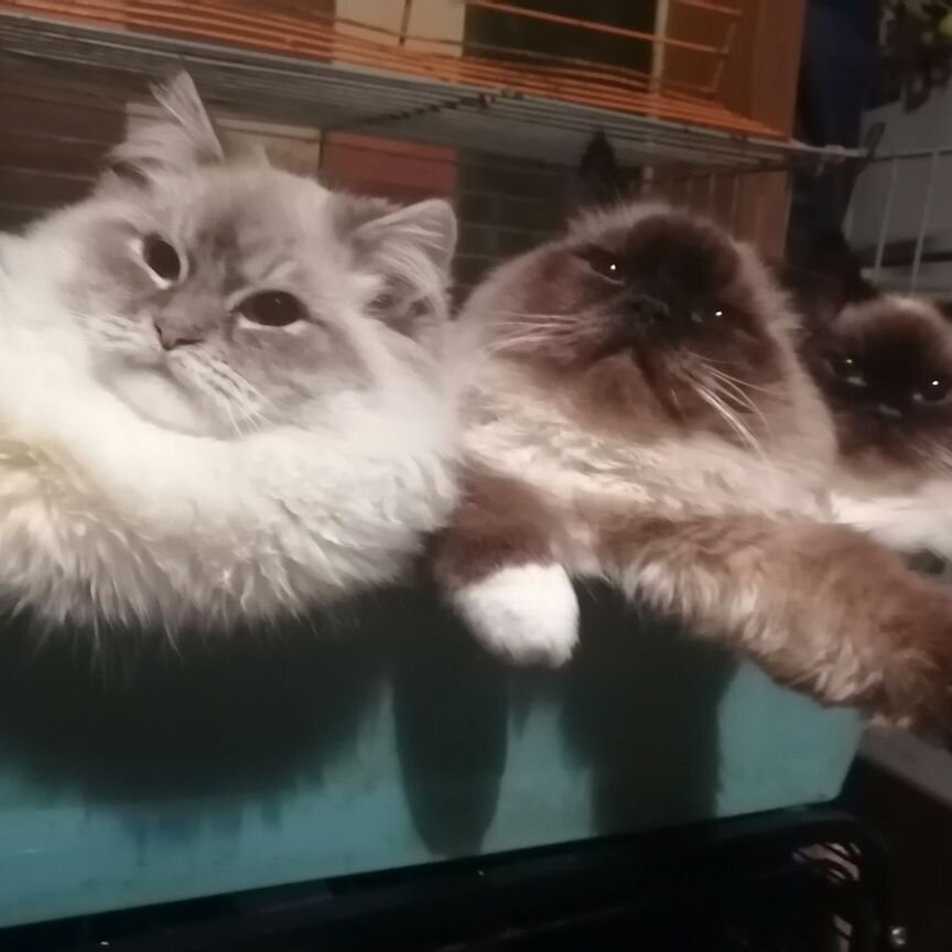 Котята