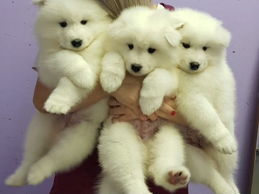 Щенки самоеда