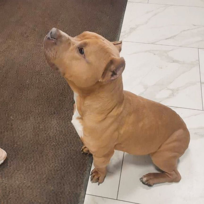 Потерялась собака стаффорд