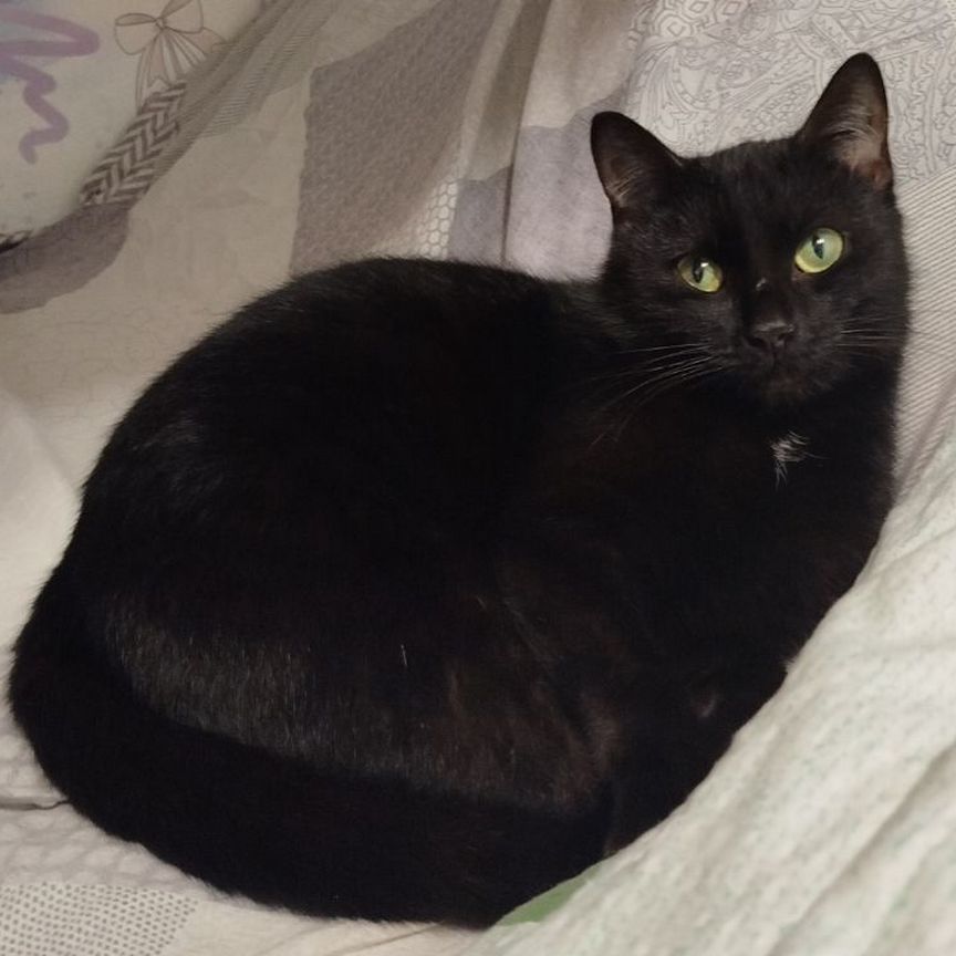 Взрослая кошка в добрые руки