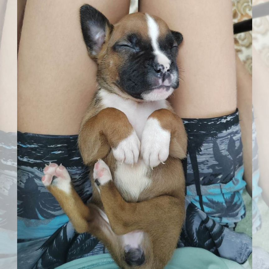 Собаки щенки