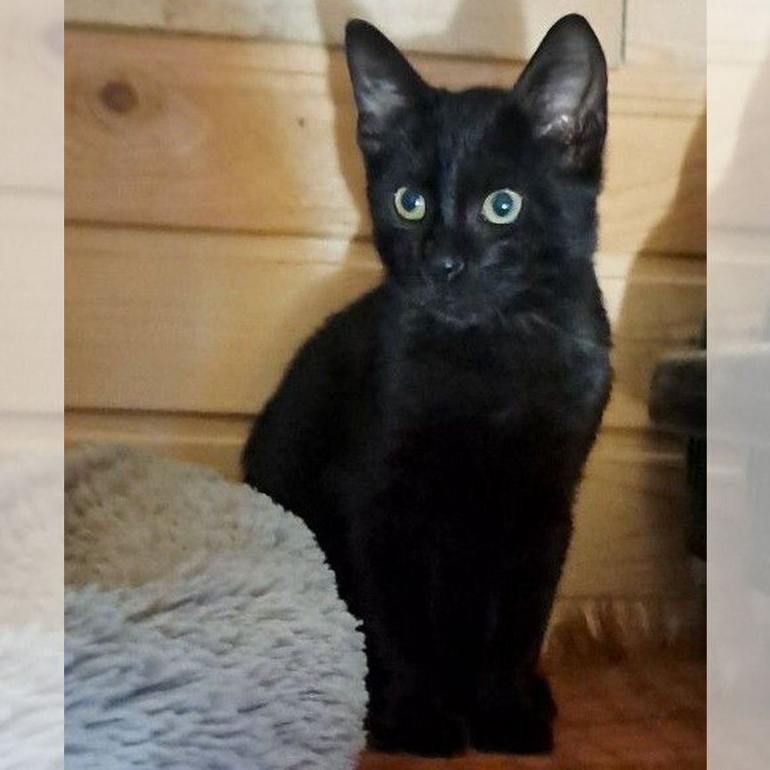 Классный котёнок подросток ищет семью
