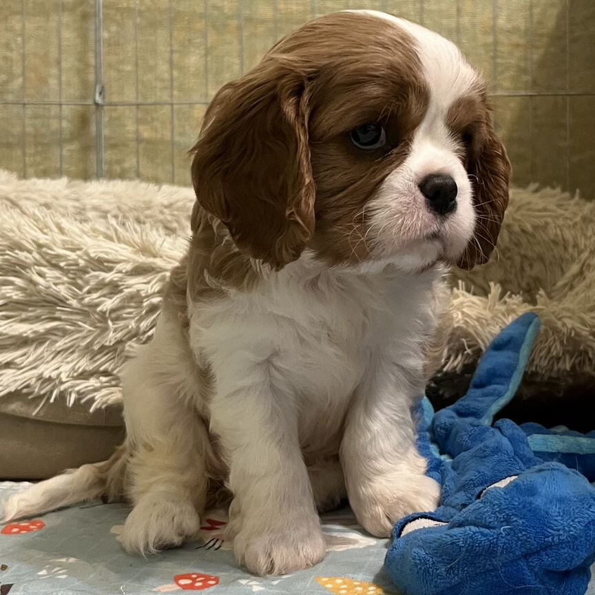 Кавалер кинг-чарльз-спаниель, щенок