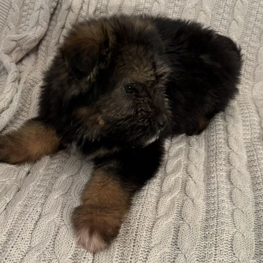 Мальтипу, щенок