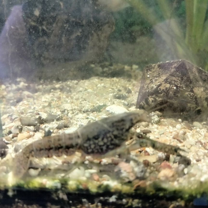 Голубой Кубинский рак