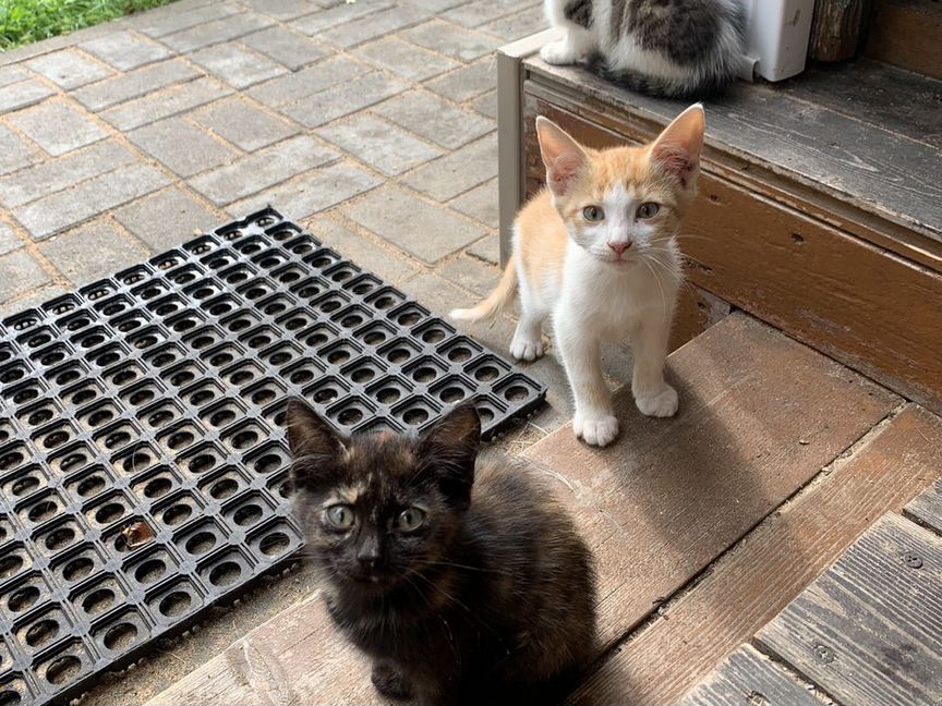 Котята в добрые руки