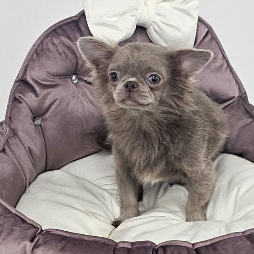 Чихуахуа, щенок