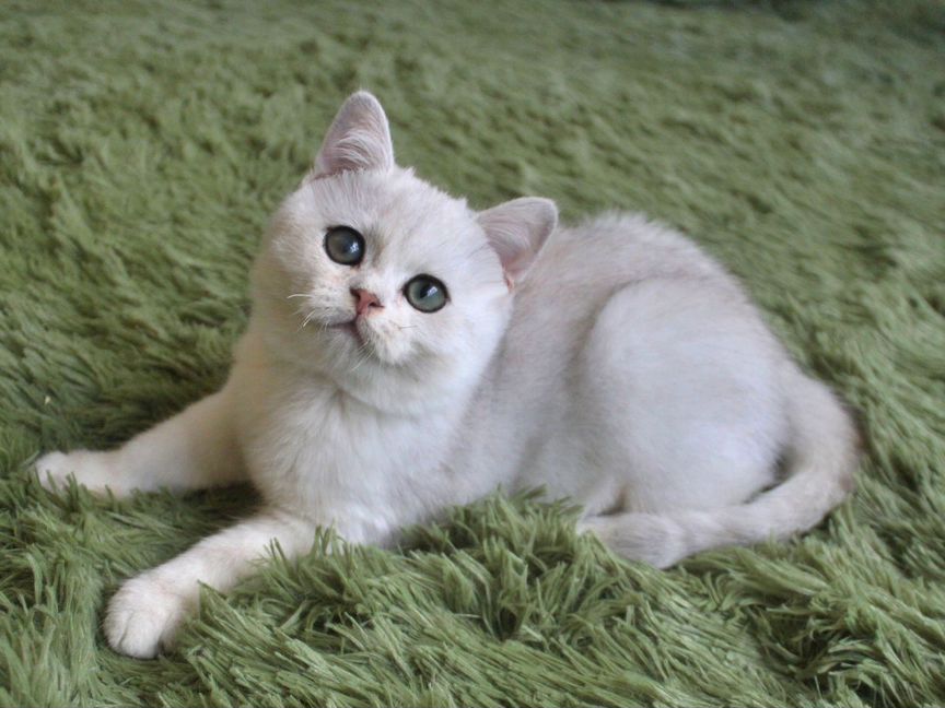 Серебристая шиншилла котики