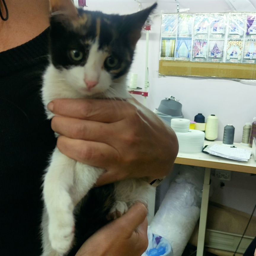 Котята в добрые руки бесплатно