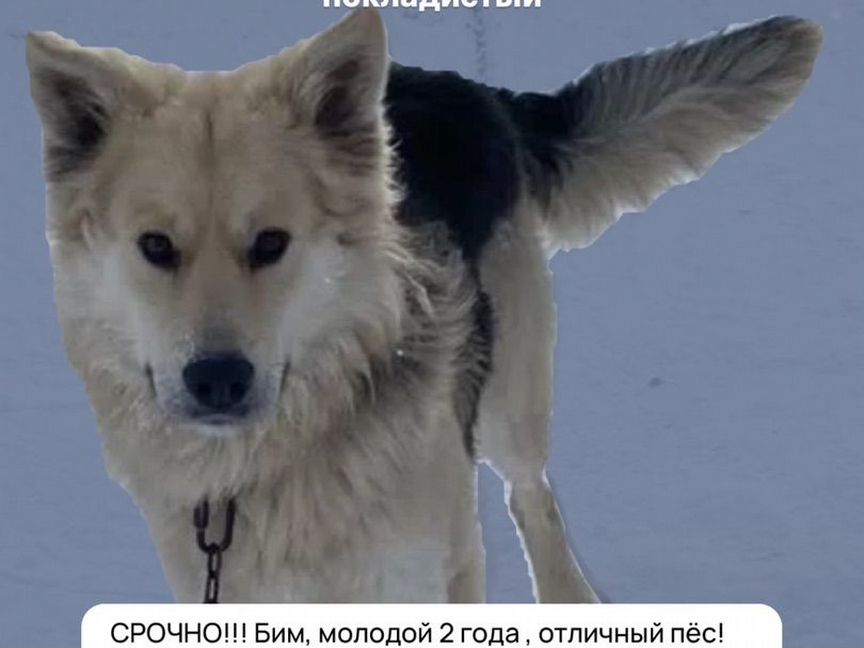 Отдам собаку в добрые руки