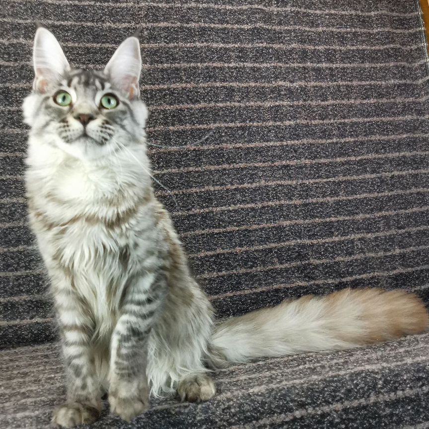 Мейн-кун котёнок