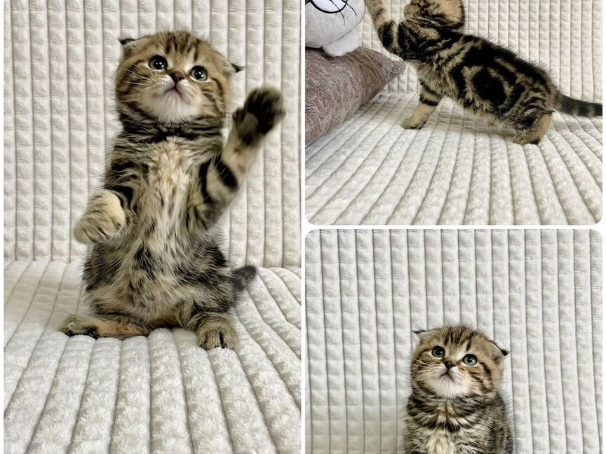 Шотландские котята
