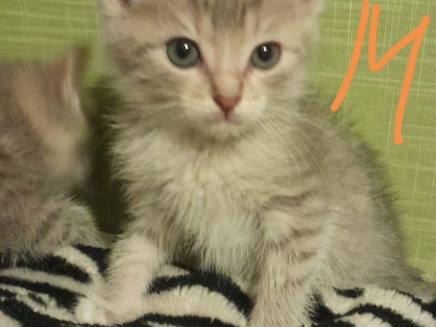 Пушистая парочка и полосатик