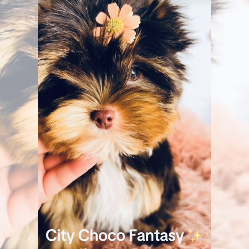 Йоркширский терьер, щенок