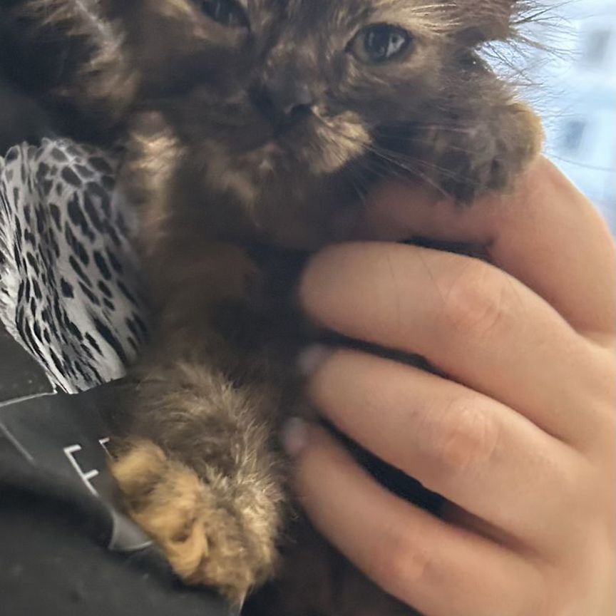 Котята в дар