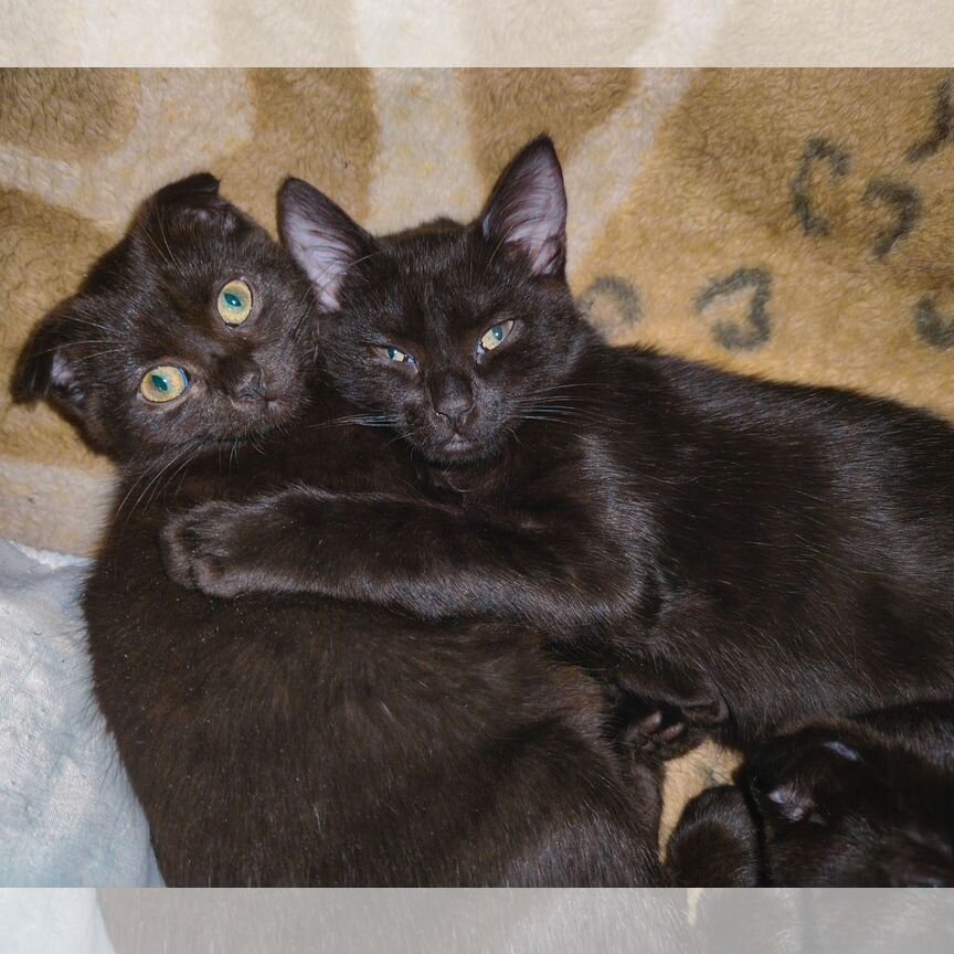 Шотландский вислоухий короткошёрстный котёнок