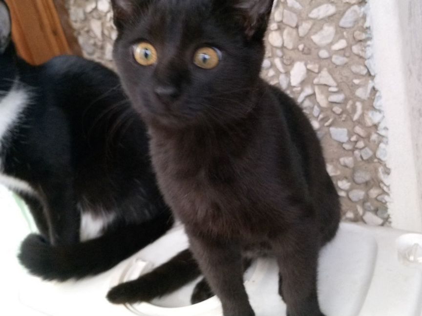 Черника 7 месяцев